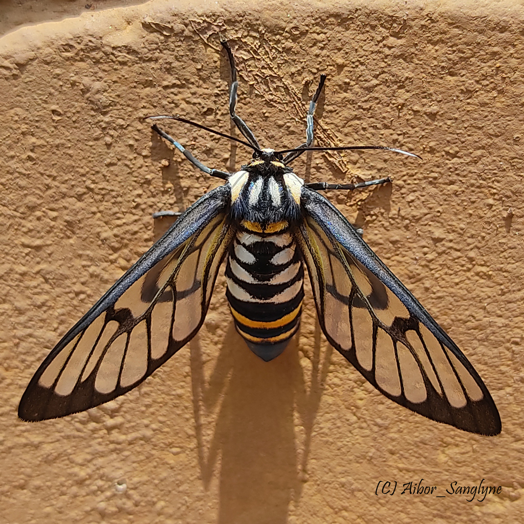 Caeneressa diaphana from Shillong, Meghalaya, India on May 30, 2021 at ...