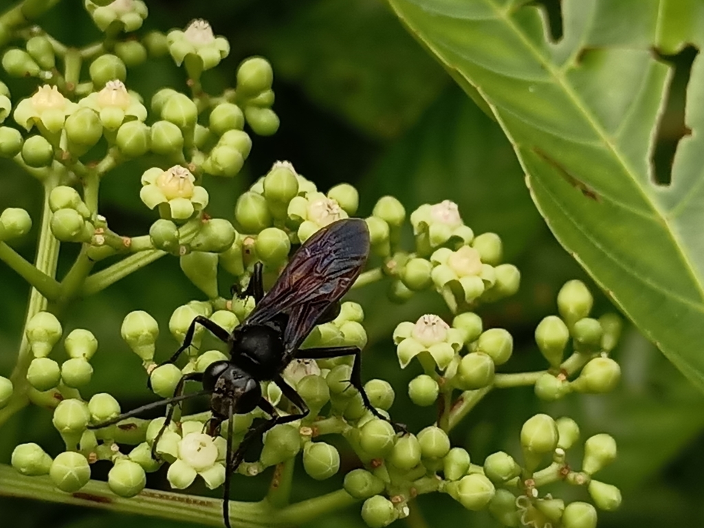 Sphex subtruncatus from Dairy Farm Nature Park on May 30, 2021 at 01:03 ...