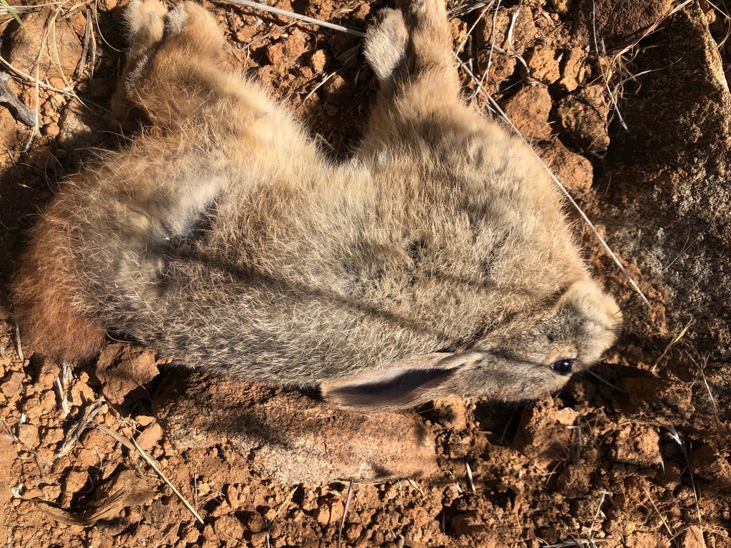 Red Rockhares from Colesberg, Colesberg, NC, ZA on May 30, 2021 at 12: ...