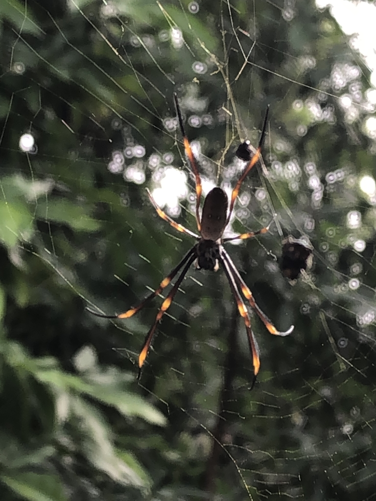 Tiger Spider from Gilston QLD 4211, Australia on February 28, 2020 at ...