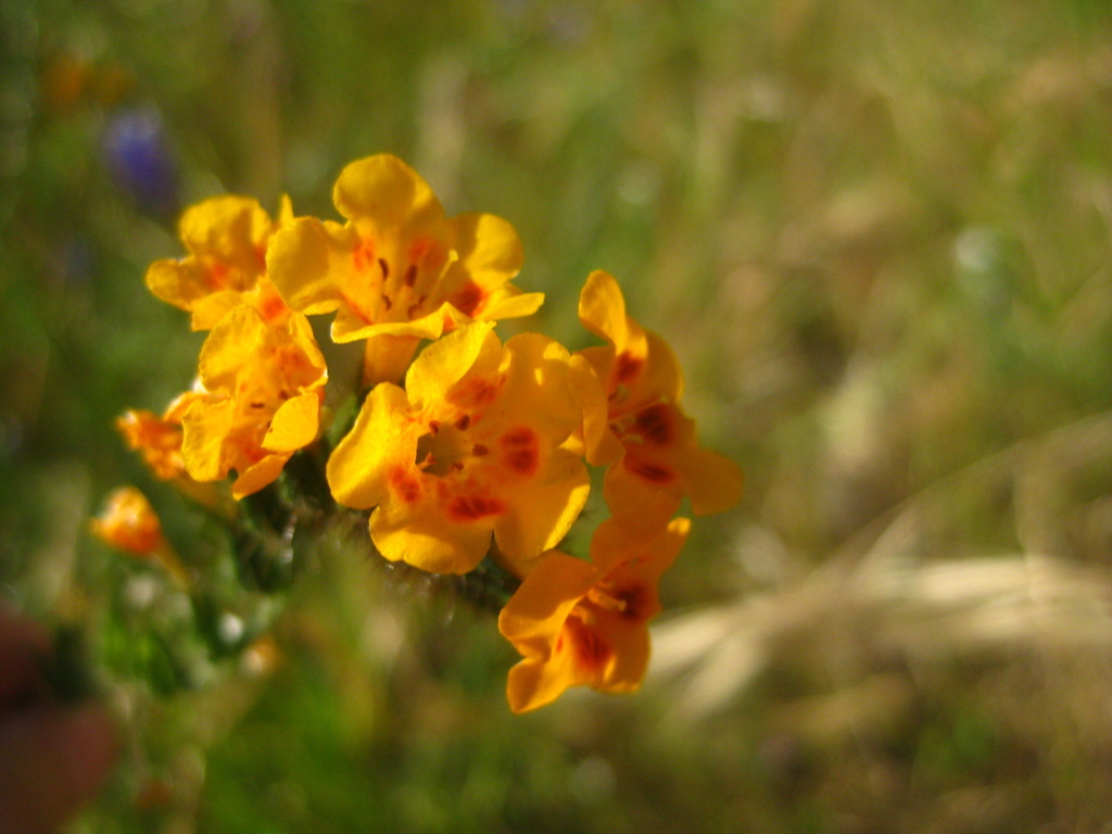 Common fiddleneck (New Year, New Growth at Arastradero Preserve ...