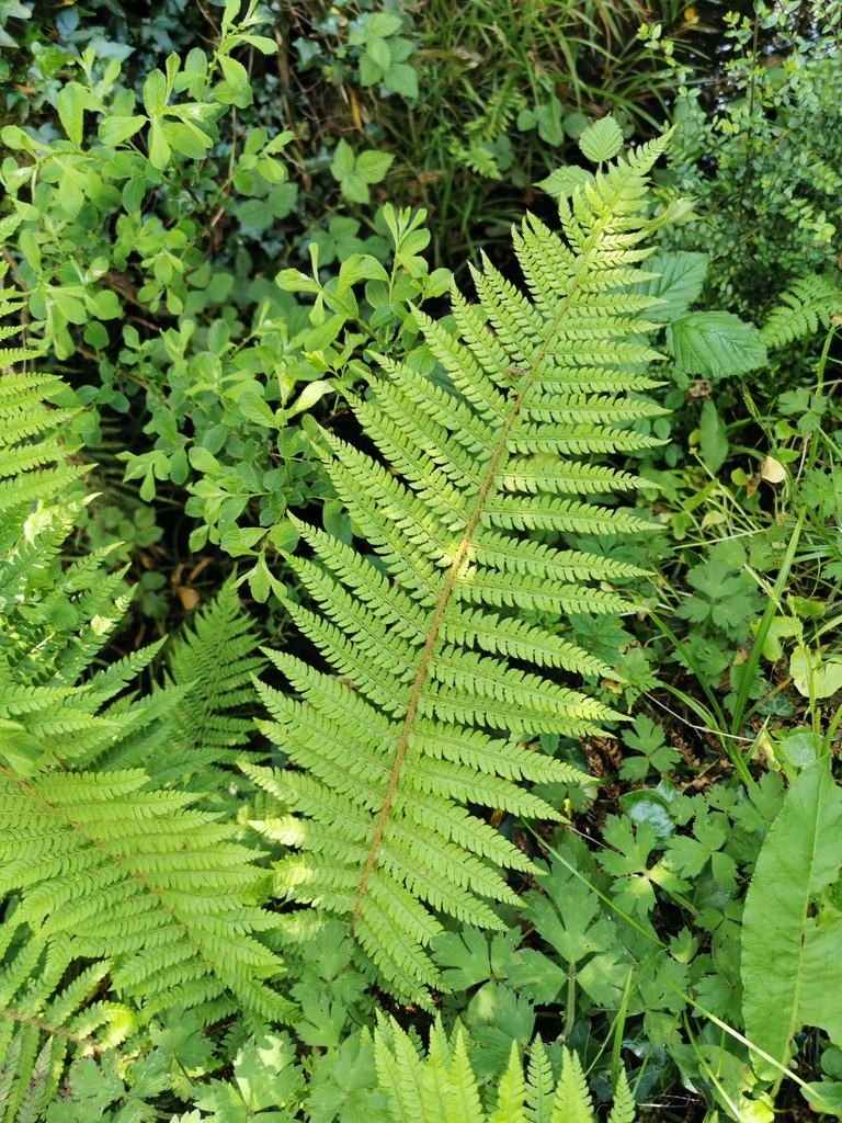 soft shield fern from Undefined location on May 30, 2021 at 12:15 PM by ...