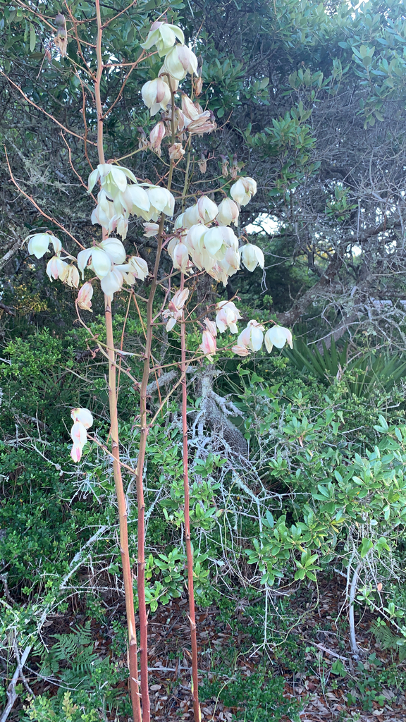 (Yucca filamentosa filamentosa) - Botanical Realm