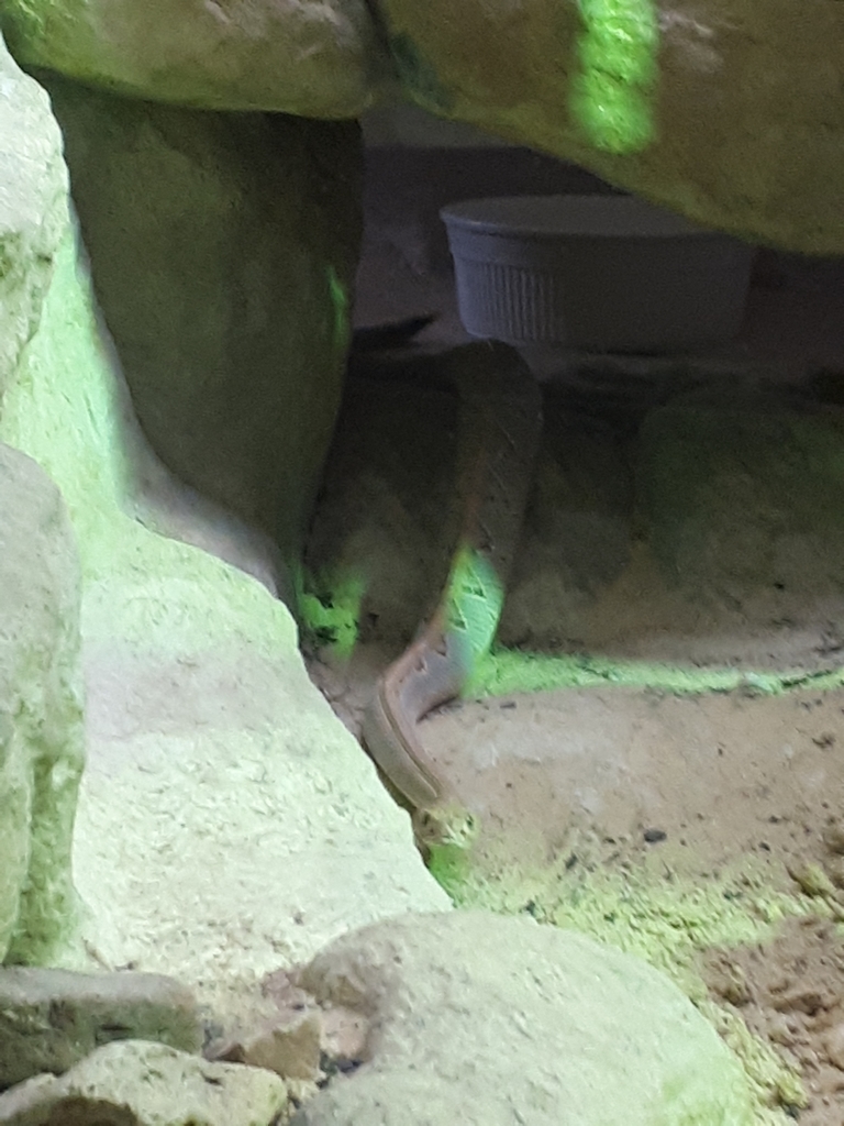 Snakes from Adelaide Zoo on May 29, 2021 at 11:31 AM by Dysprositos ...