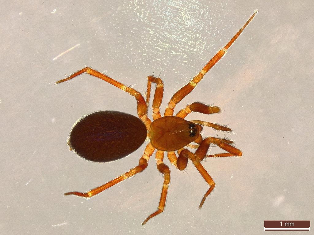 Small Sheet-web Weaver (Spiders common to the Martin Griffin Preserve ...