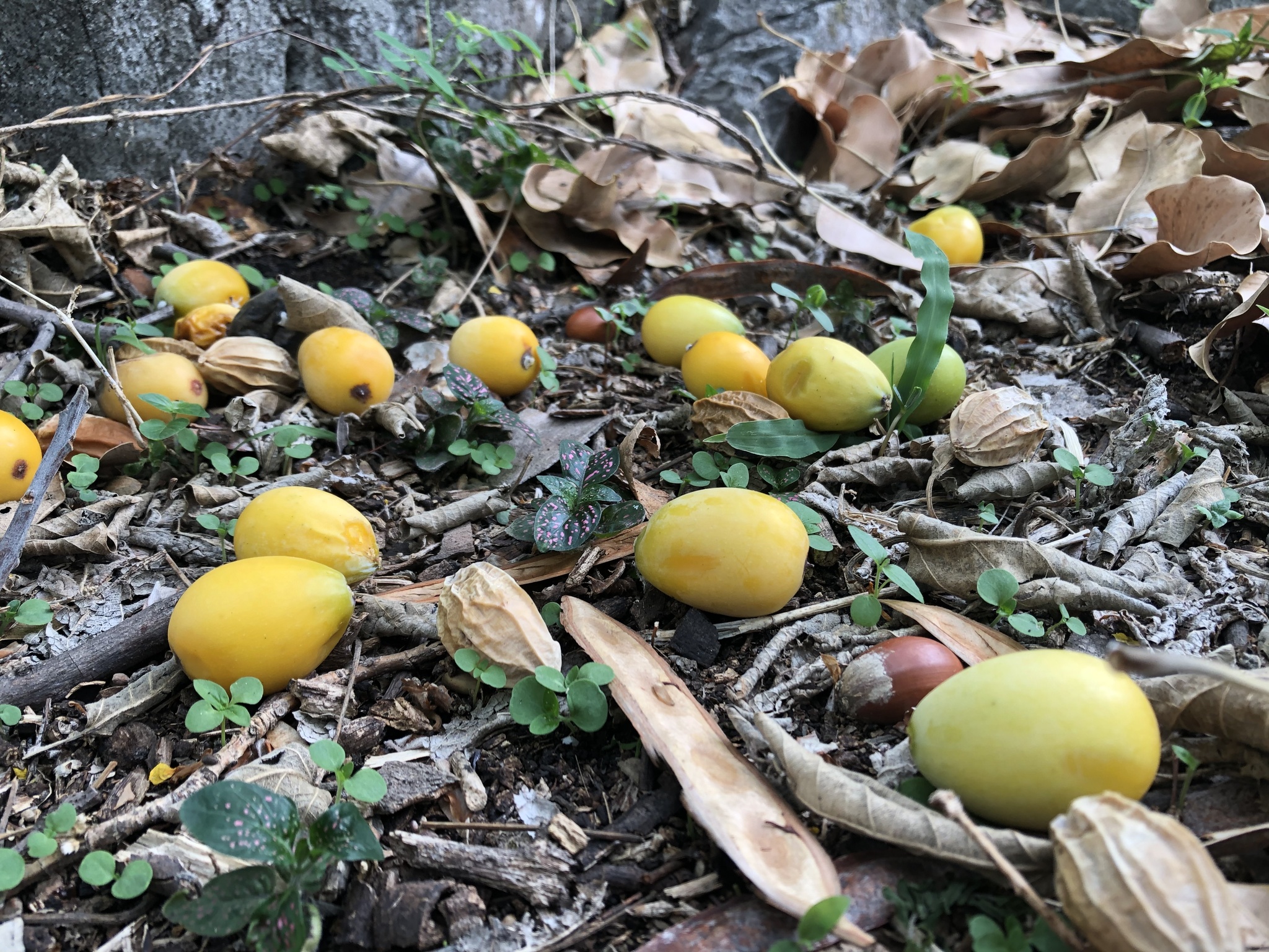 Sideroxylon capiri (A.DC.) Pittier