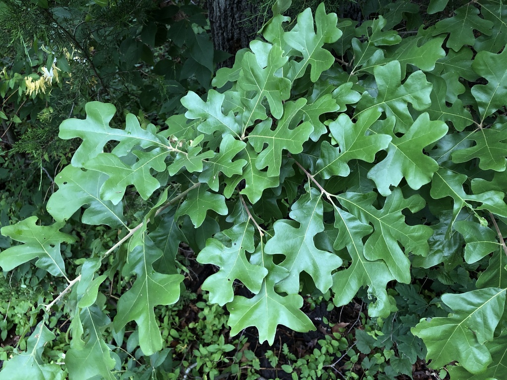post oak from Stonecroft Blvd, Chantilly, VA, US on May 29, 2021 at 04: ...