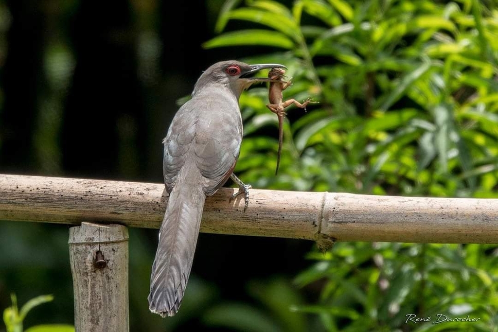 Hispaniolan Lizard-Cuckoo from Kenscoff on May 13, 2021 by René ...
