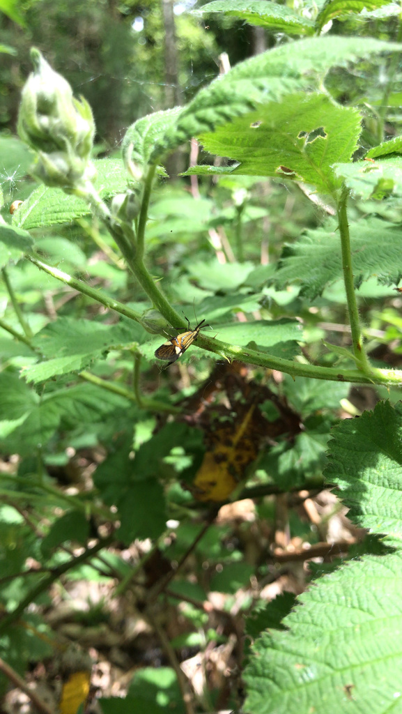 Common Tubic from Surrey, England, GB on May 30, 2021 at 12:36 PM by ...