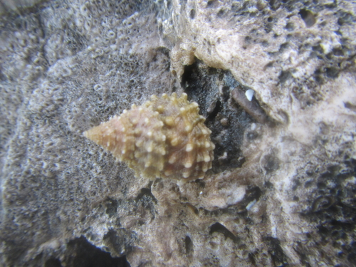 Tectarius grandinatus · iNaturalist