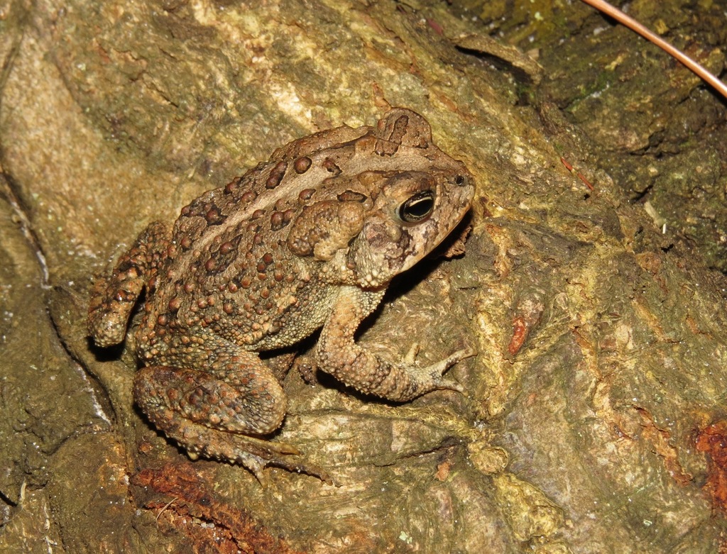 Southern Toad (River Park North Biodiversity) · iNaturalist
