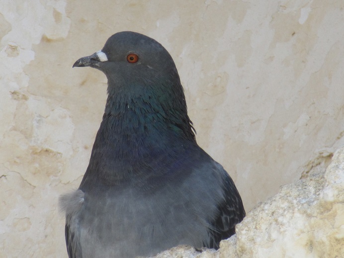 Feral Pigeon from Iskele, Northern Cyprus on October 19, 2017 at 11:08 ...