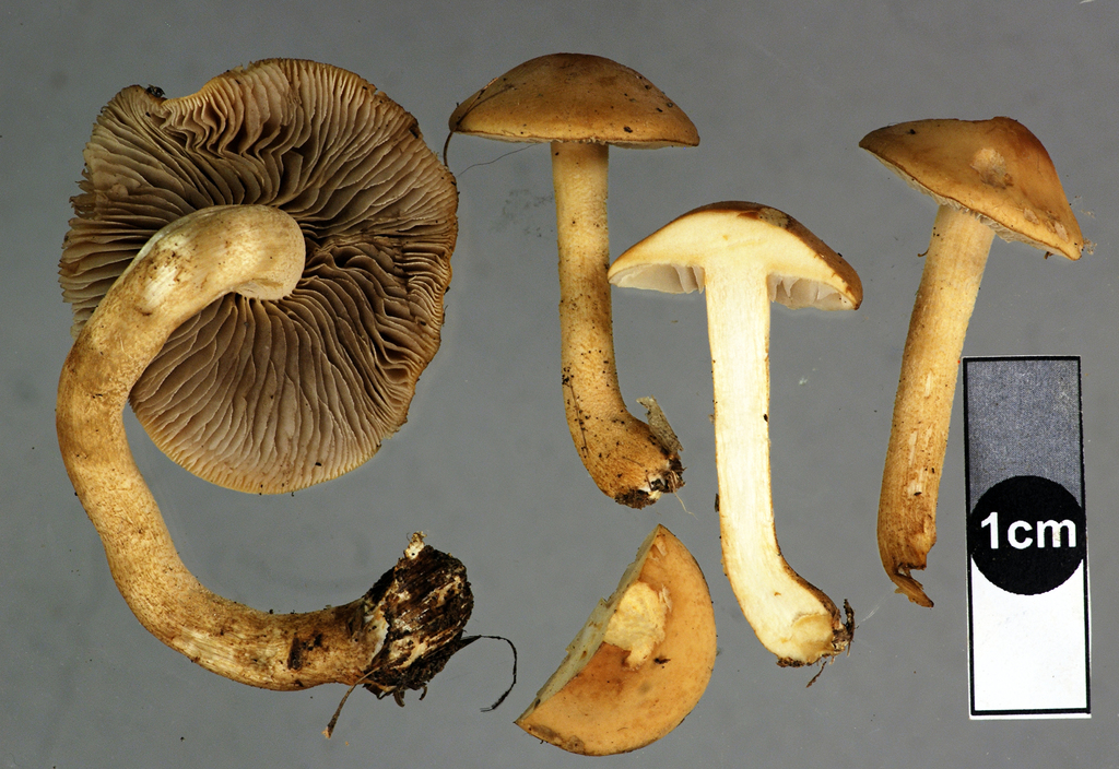 Mulch Fieldcap from Centaurus Road, Christchurch on January 14, 2011 by ...