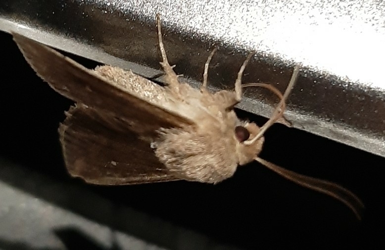 Butterflies and Moths from Brovars'kyi district, Kyiv Oblast, Ukraine ...