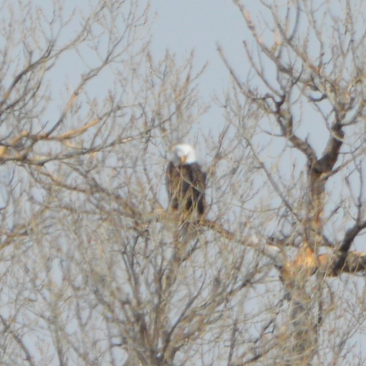 Bald Eagle in February 2018 by Jon McIntyre · iNaturalist