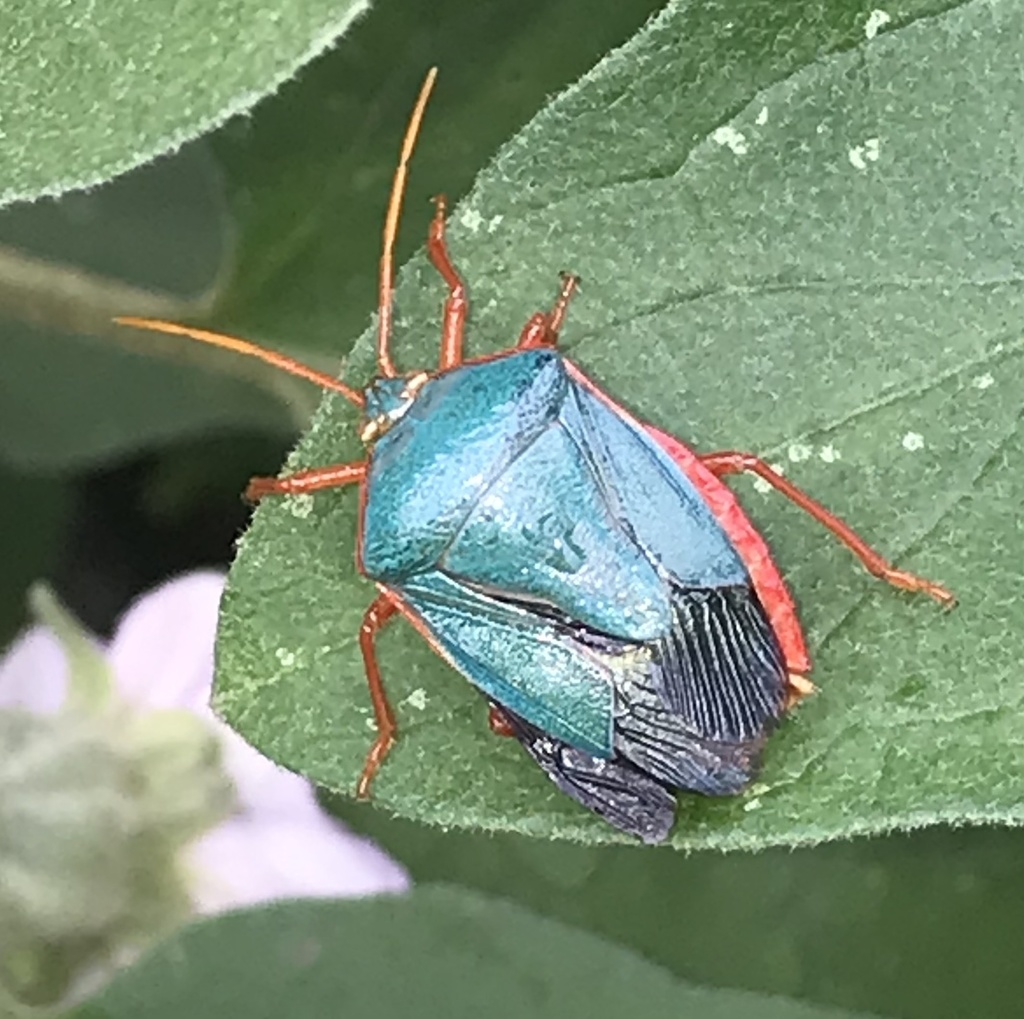 Red-bordered Stink Bug from Calle 13, David, Chiriquí, PA on May 30 ...