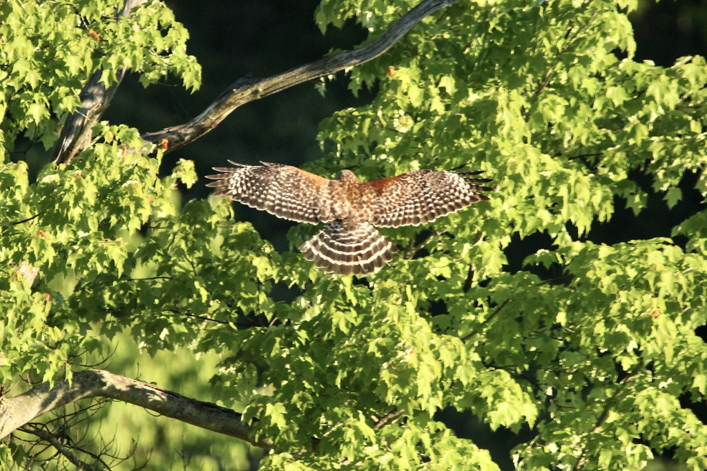 Red-shouldered Hawk from Indiana Dunes National Park, Beverly Shores ...