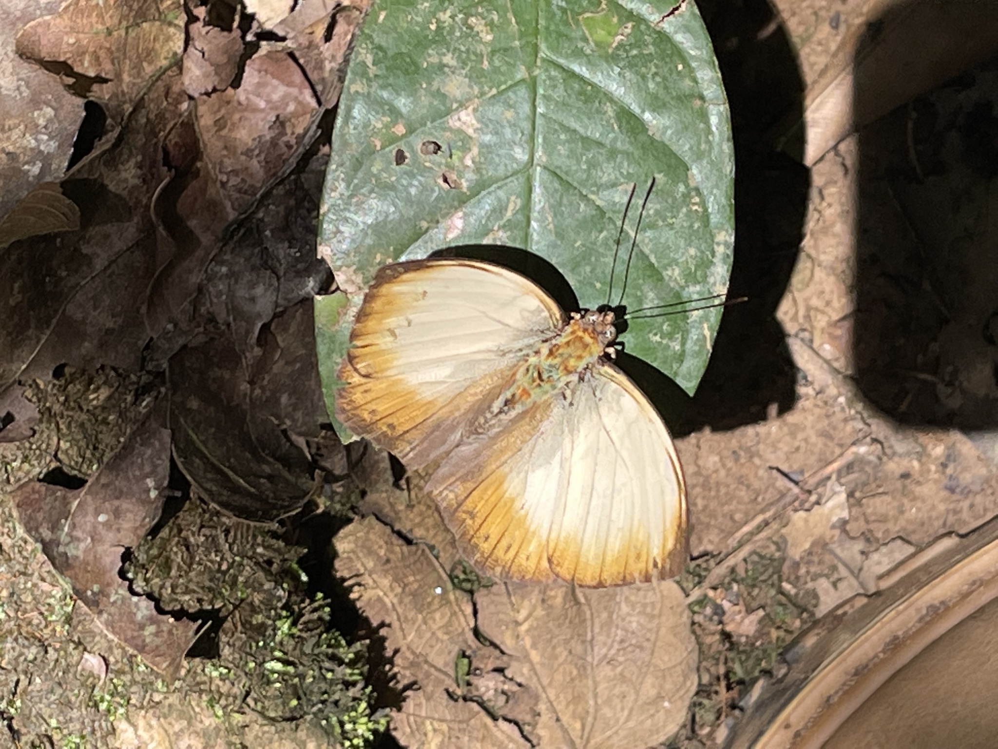 Cymothoe hyarbita Hewitson, 1866