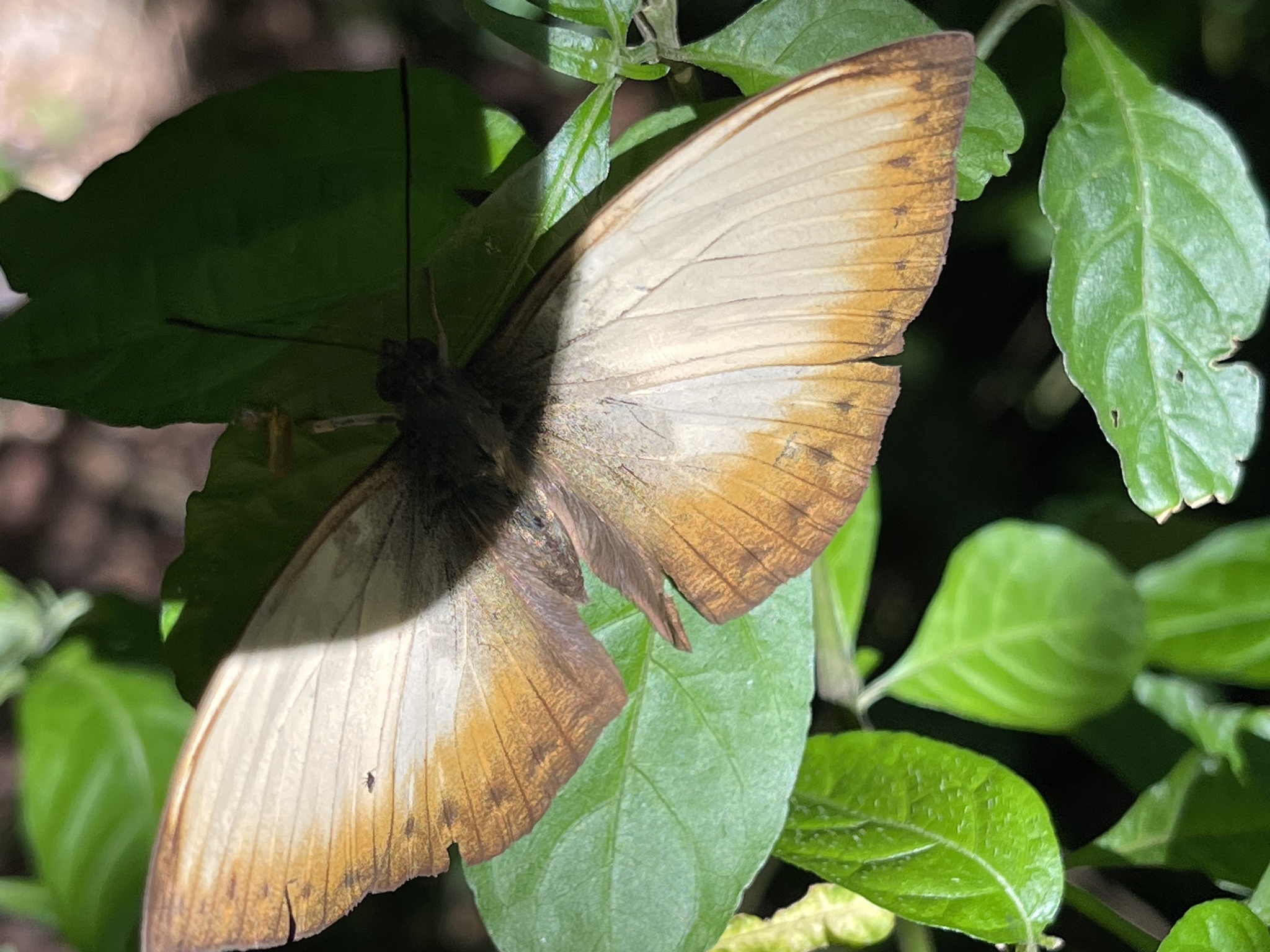 Cymothoe hyarbita Hewitson, 1866