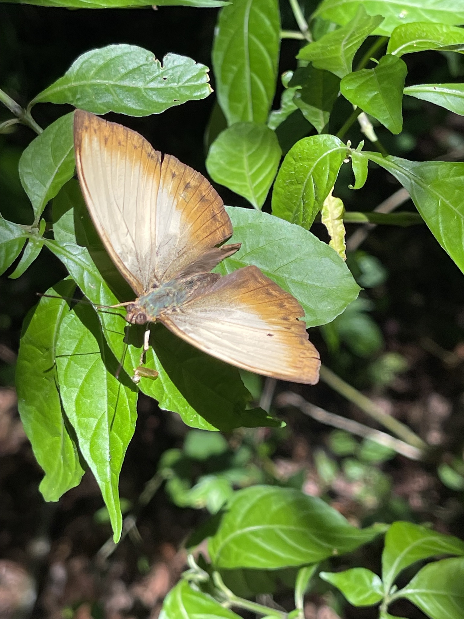 Cymothoe hyarbita Hewitson, 1866