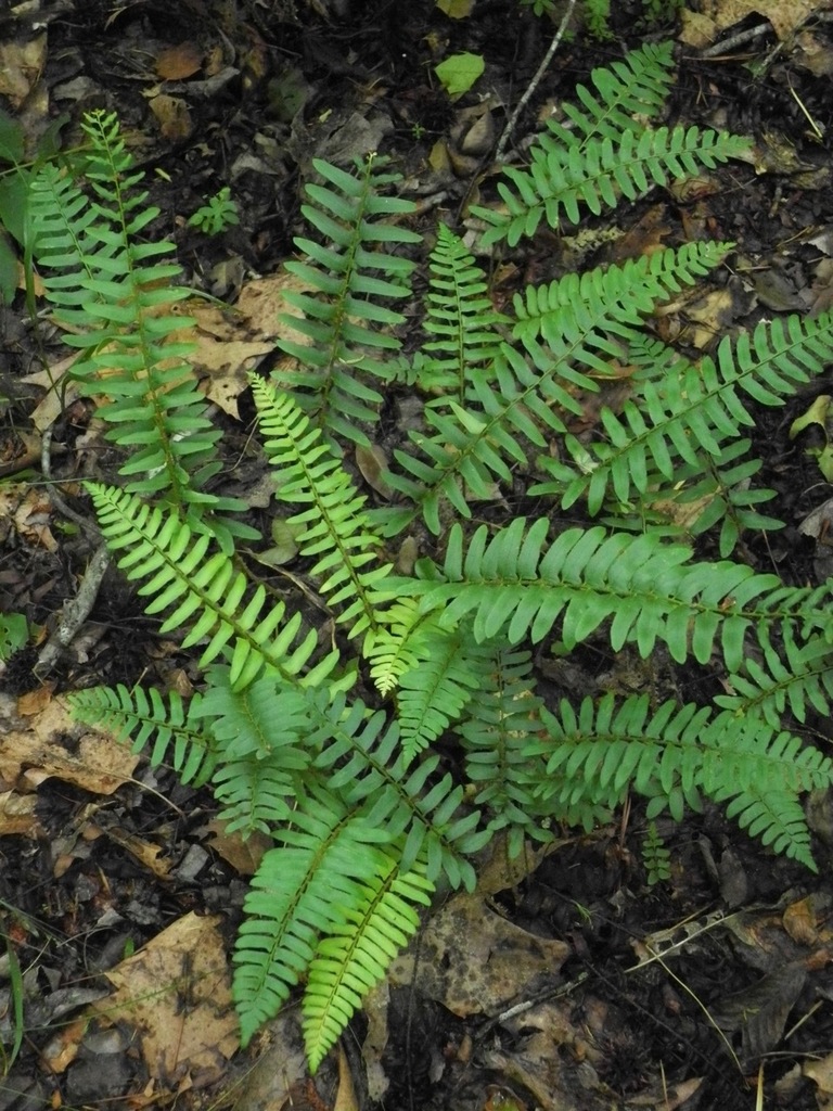 Christmas fern (PA Ferns) · iNaturalist
