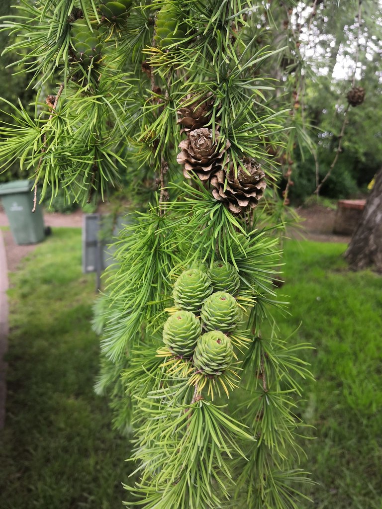 Japanese larch in May 2021 by G P Croucher · iNaturalist