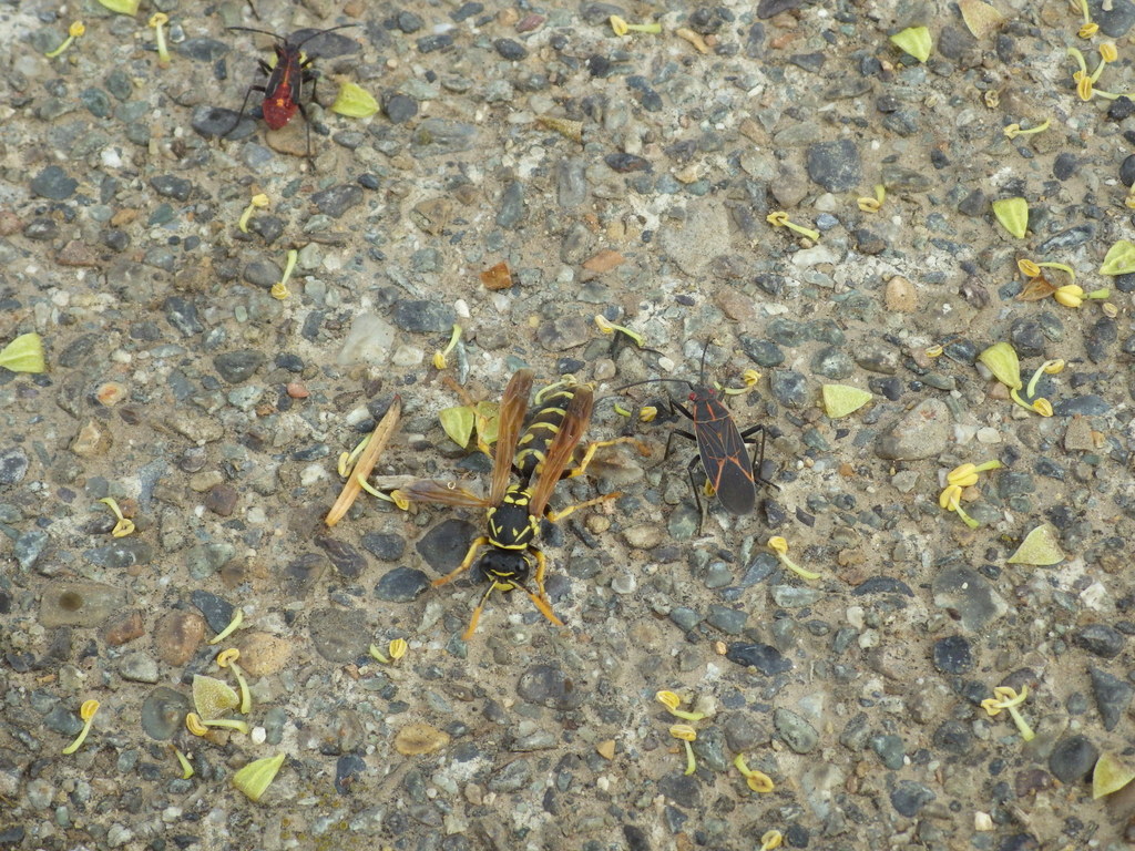 European Paper Wasp from Bemiss, Spokane, Washington, United States on ...