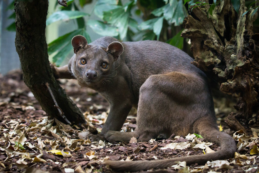 Fossa (Cryptoprocta ferox) - Know Your Mammals