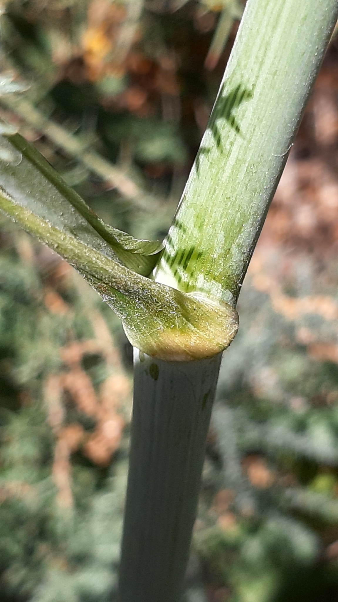 Thapsia gummifera (Desf.) Spreng.