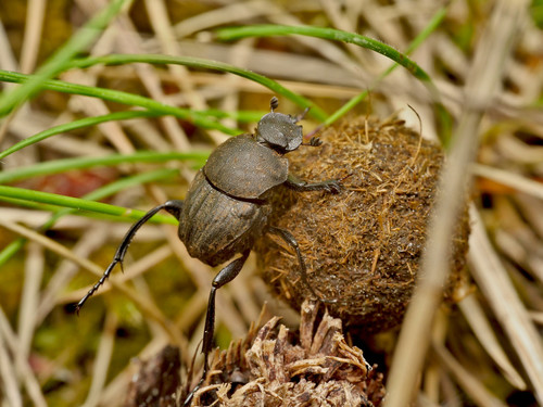 Spindly-leg Dung Beetles (Tribe Sisyphini) · iNaturalist