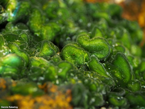 Codium intertextum · iNaturalist United Kingdom