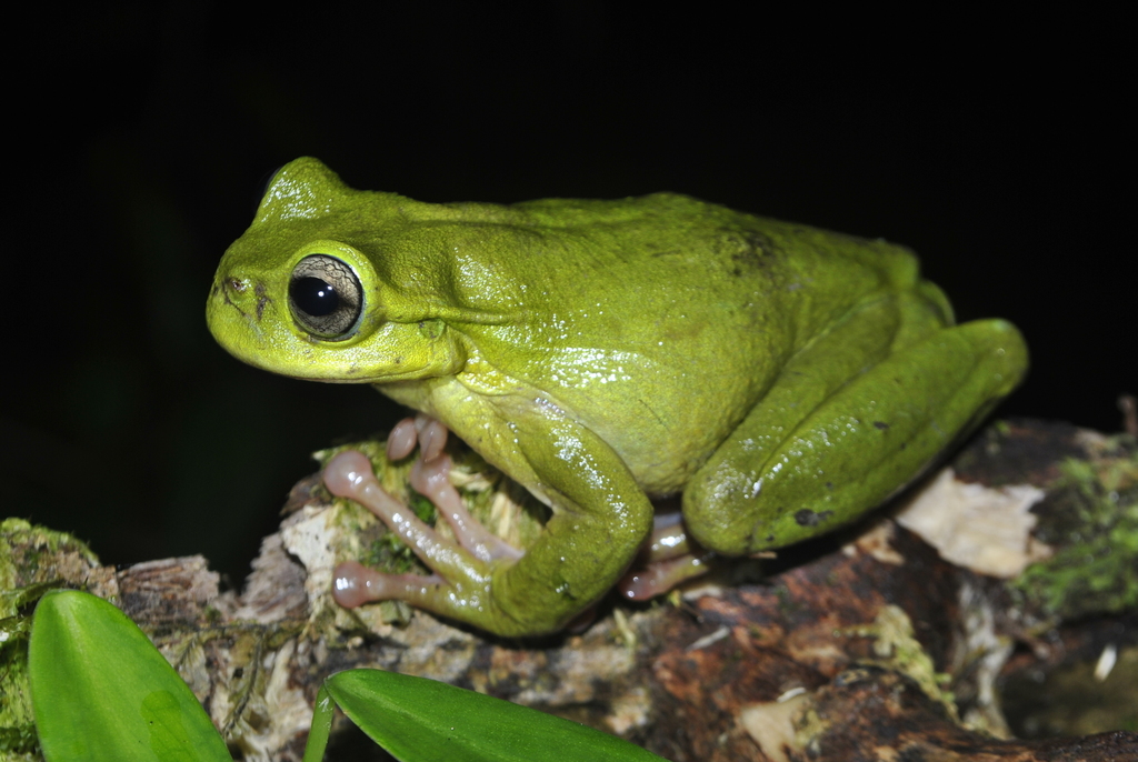 Sierra de Omoa Spikethumb Frog in May 2016 by Josue Ramos Galdamez ...