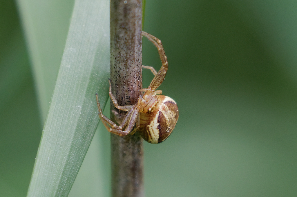 Swamp Crab Spider from Siekierki, Warsaw, Poland on May 30, 2021 at 12: ...