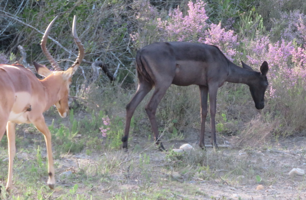 Common Impala (Aepyceros melampus melampus) - Know Your Mammals