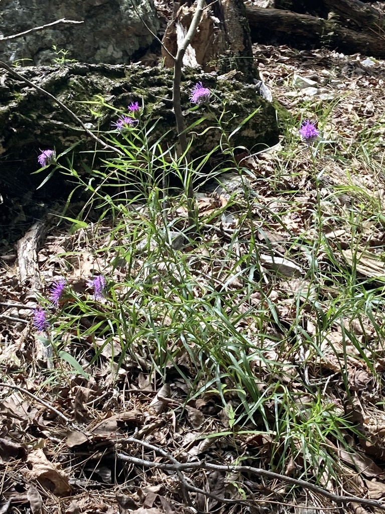 Ouachita blazing star (Liatris compacta) - Botanical Realm