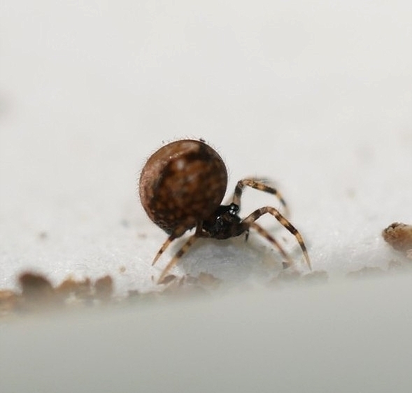 Trogloneta paradoxa in May 2021 by Tobi (he/him). Female shaken from ...