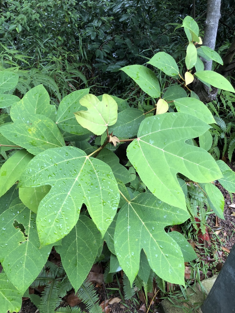 White-leaved fig from National University of Singapore, Pasir Panjang, Singapore, SG on February ...