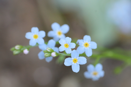 Pale Forget-me-not (Myosotis stolonifera) · iNaturalist United Kingdom