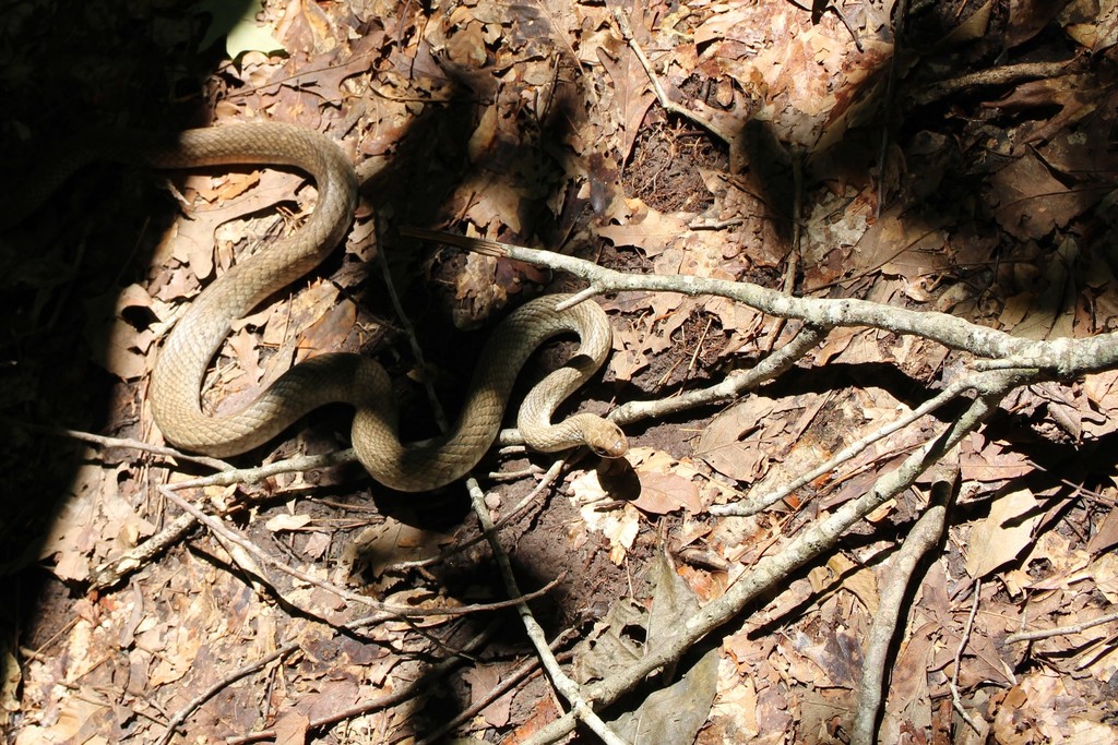 Colubrine Snakes in May 2021 by cfa. On trail, near western terminus of ...