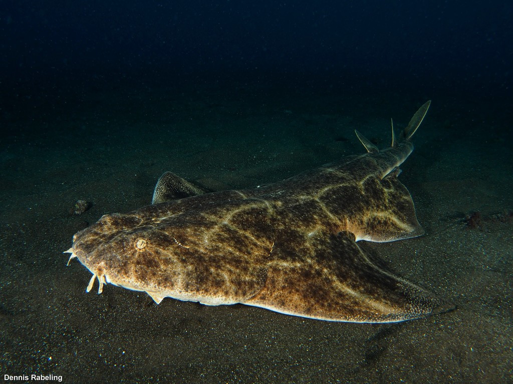 Angelshark (Squatina squatina) - Marine Life Identification
