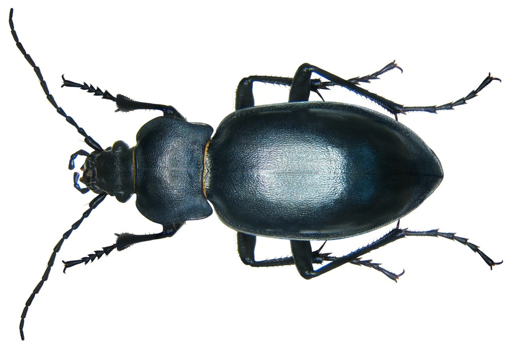 Carabe glabre (carabidae france) · iNaturalist