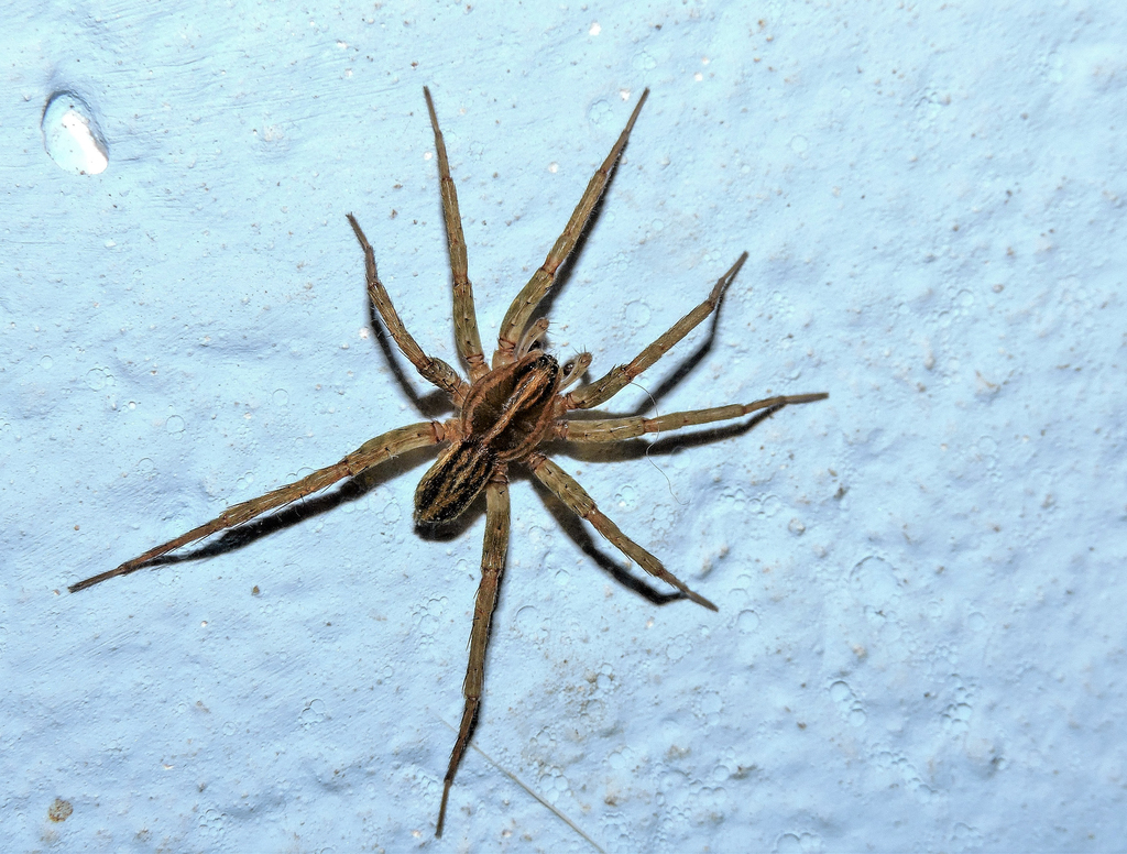 Wolf Spiders from Bello, Antioquia, Colombia on June 3, 2016 by Gustavo ...