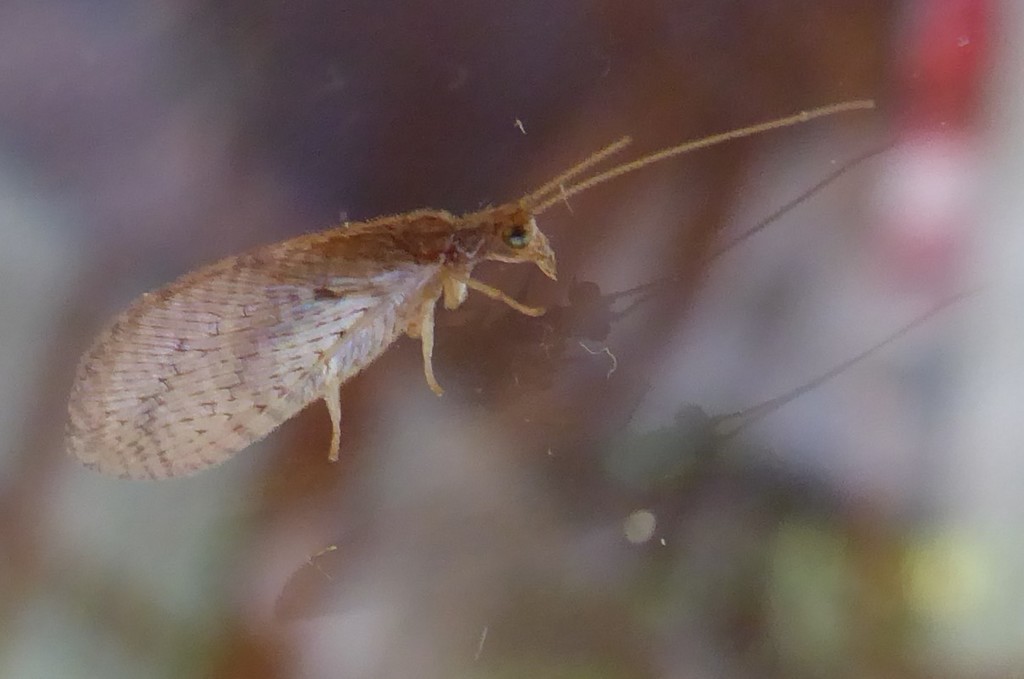 Tasmanian Brown Lacewing from Yandina QLD 4561, Australia on September ...
