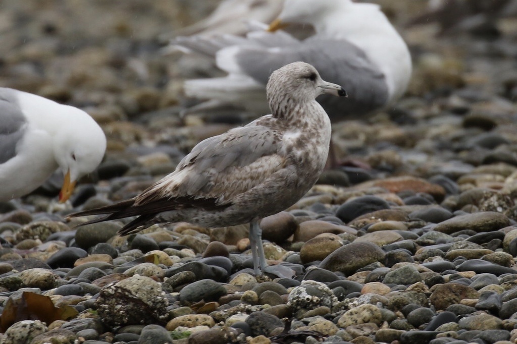California Gull from Salish Sea, Sunshine Coast, CA on May 30, 2021 at ...
