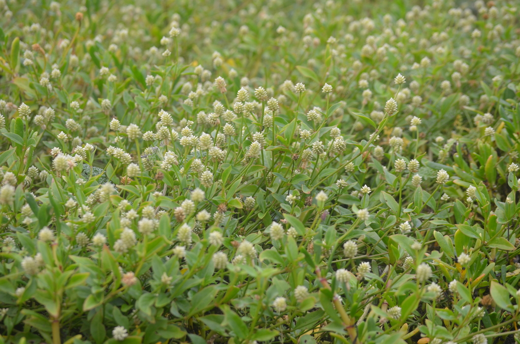amor seco del monte (Guía Vegetación de Playa en Tulum) · iNaturalist ...