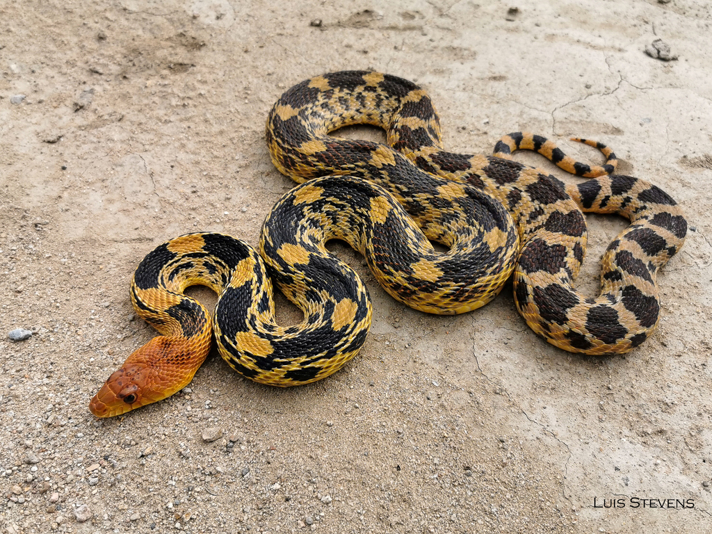 Mexican Bull Snake from Soledad de Graciano Sánchez, S.L.P., México on ...