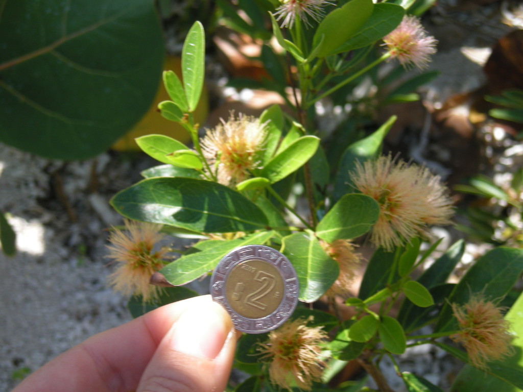 Pithecellobium keyense (Guía Vegetación de Playa en Tulum ...