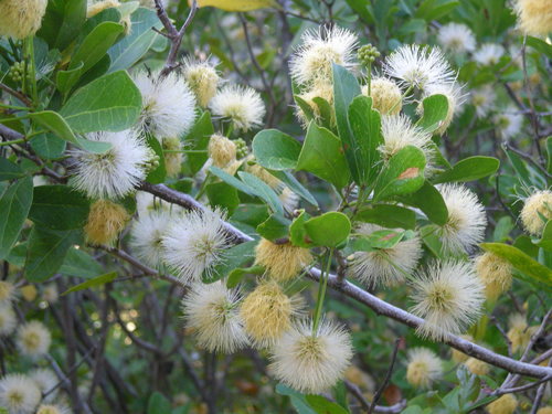 Pithecellobium keyense (Guía Vegetación de Playa en Tulum ...