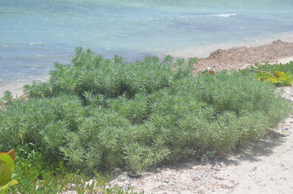 Tabaquillo (Guía Vegetación de Playa en Tulum) · iNaturalist Mexico