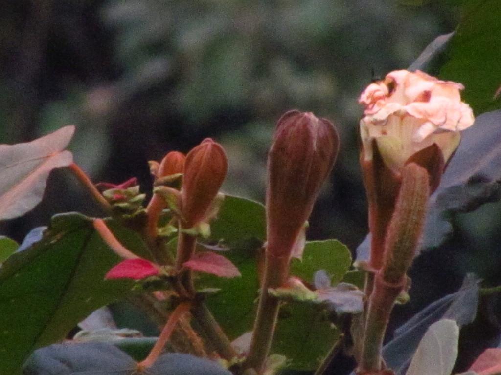 Balsa Tree (Ochroma pyramidale) - Botanical Realm